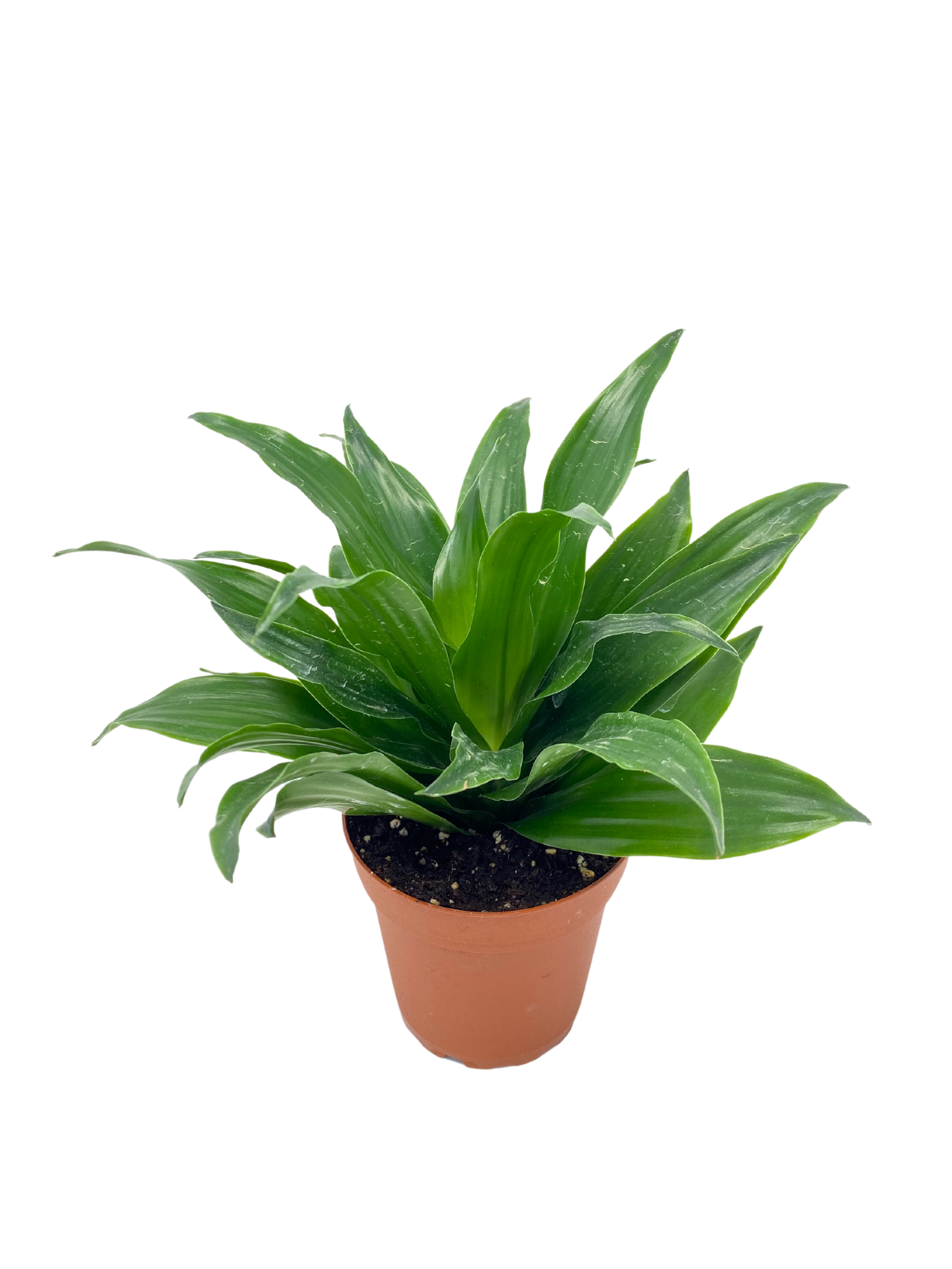 Dracaena Fragrans Compacta